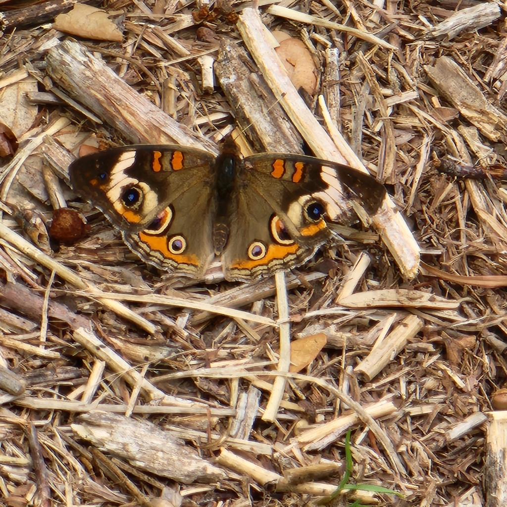 Common Buckeye from North Richland Hills, TX 76182, USA on April 29 ...