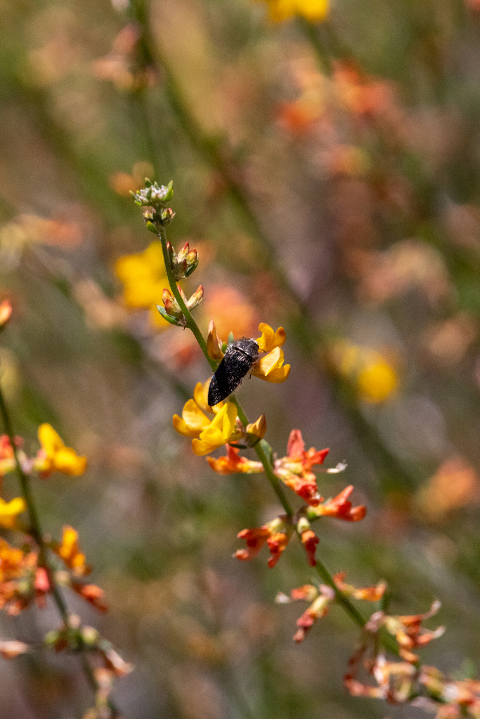 Acmaeodera fenyesi desde San Quintín, B.C., Mexico el 21 de abril de ...