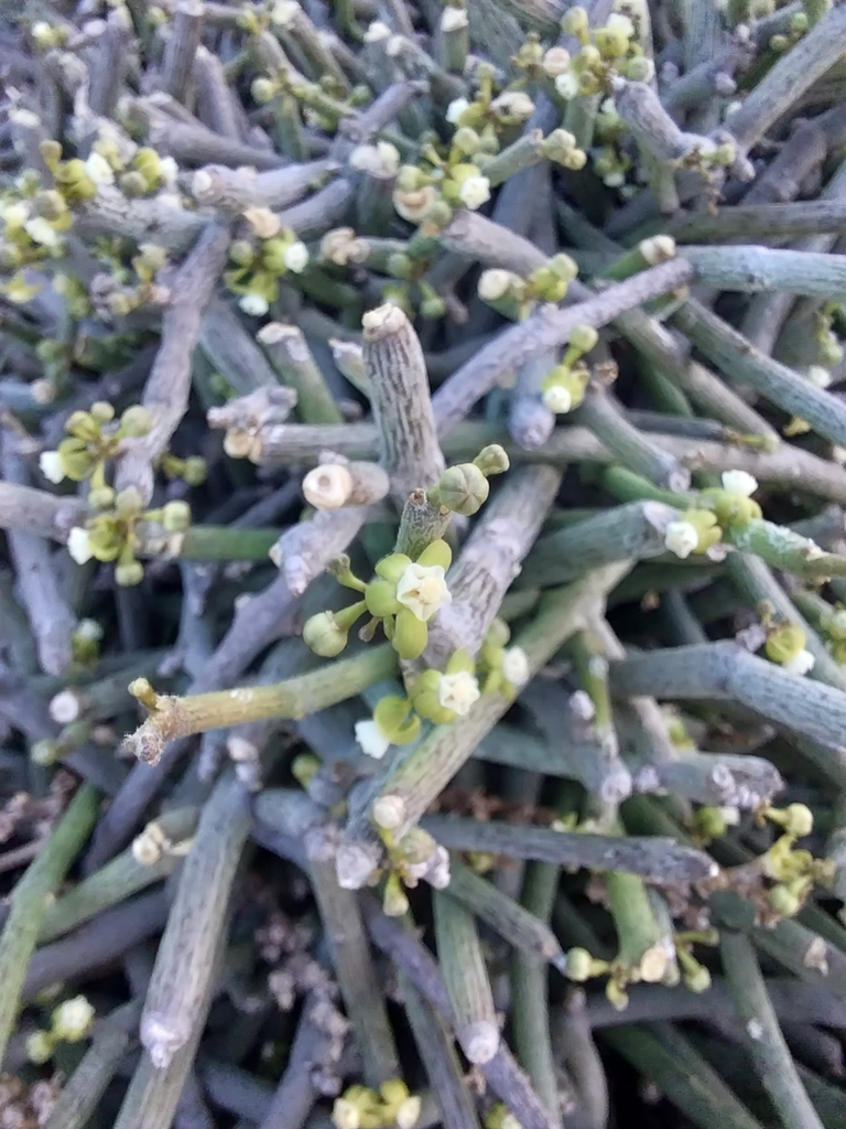Warty Caustic Vine from Nelson Mandela Bay, ZA-EC, ZA on April 28, 2023 ...