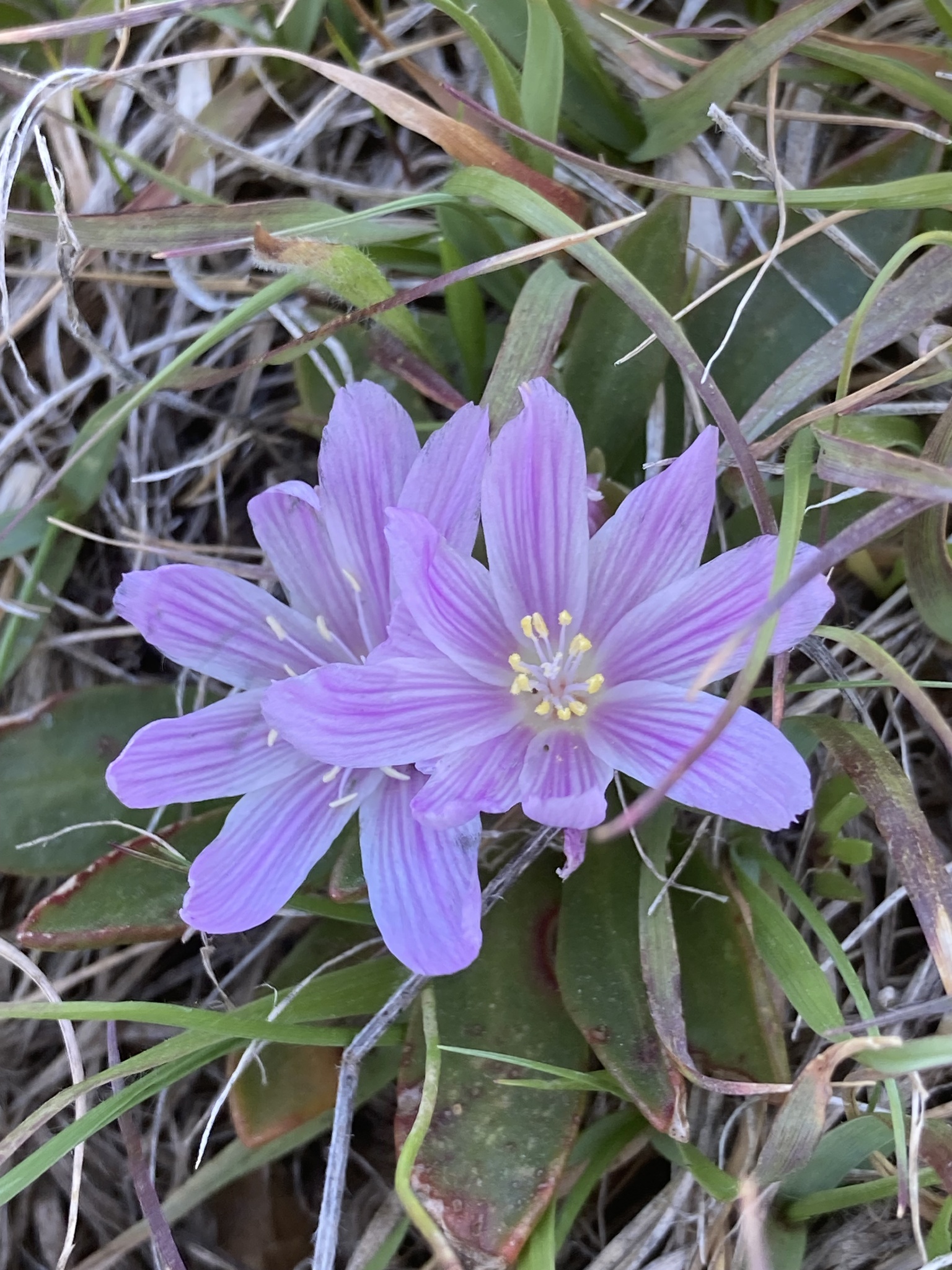 Lewisia brachycalyx Engelm. ex A.Gray