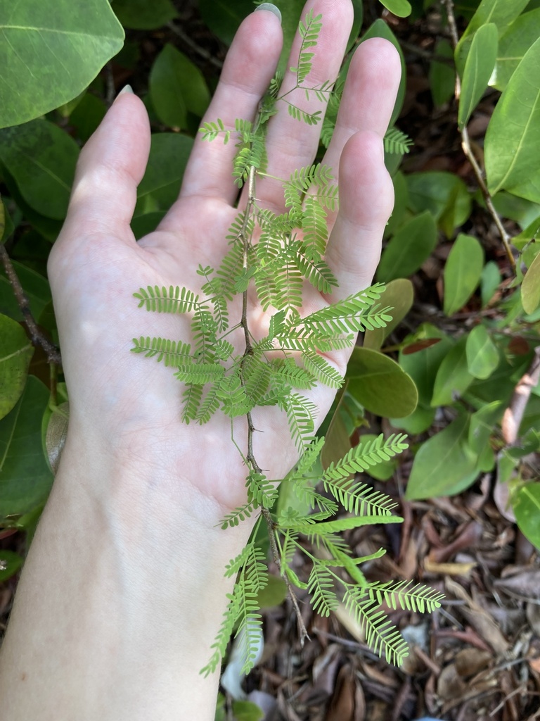 Sweet acacia from West Lake Park, Hollywood, FL, US on April 29, 2023 ...