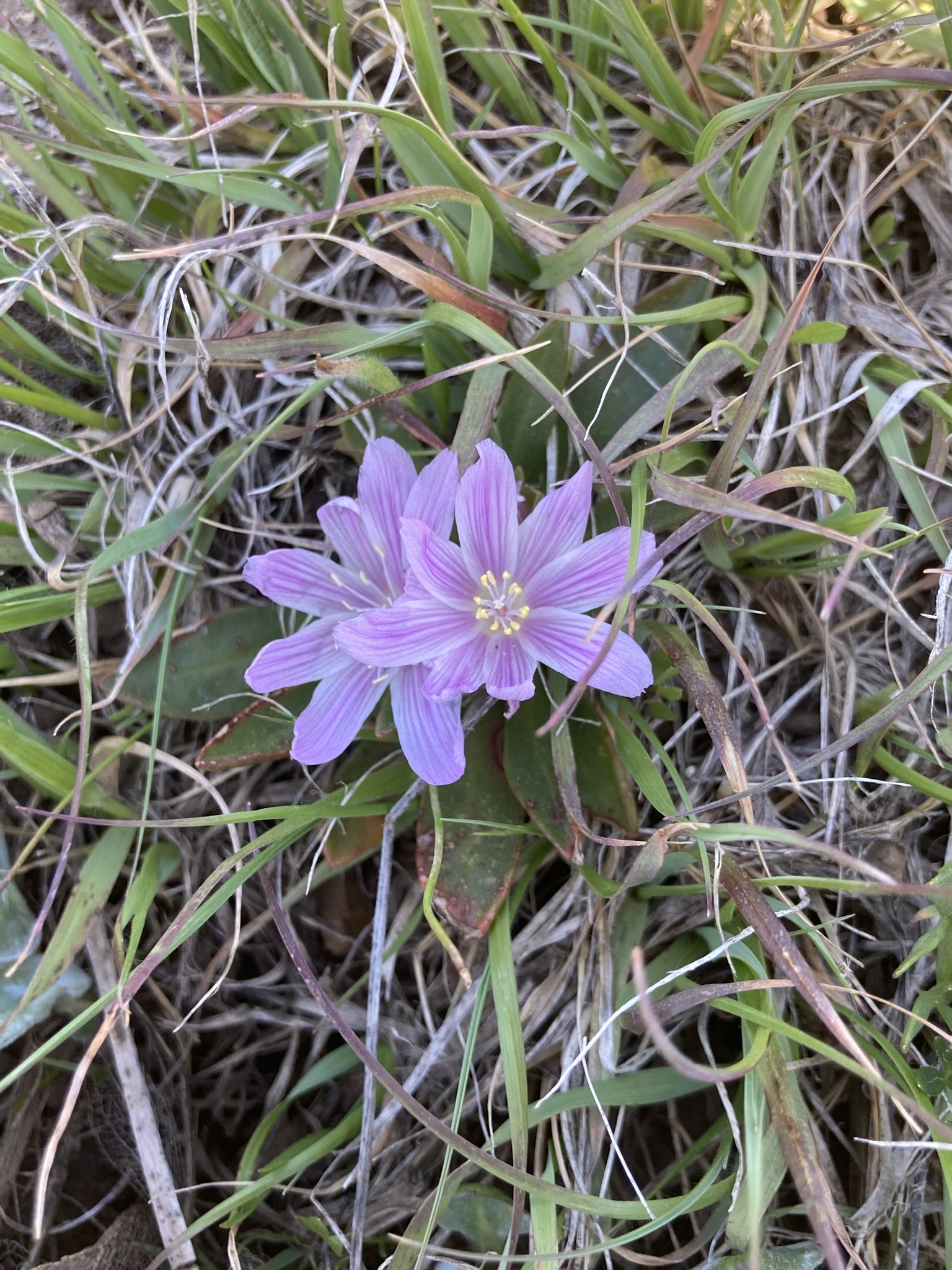 Lewisia brachycalyx Engelm. ex A.Gray