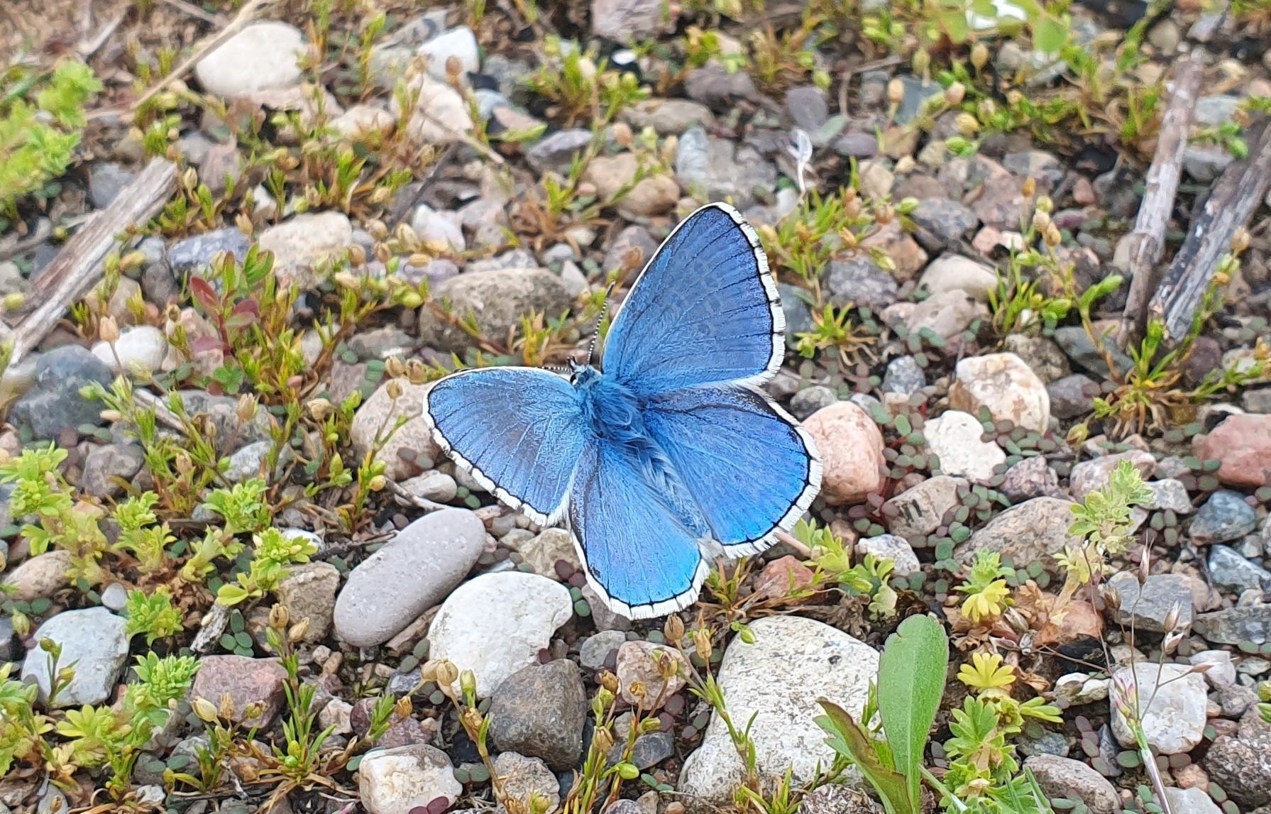 Lysandra Hemming, 1933