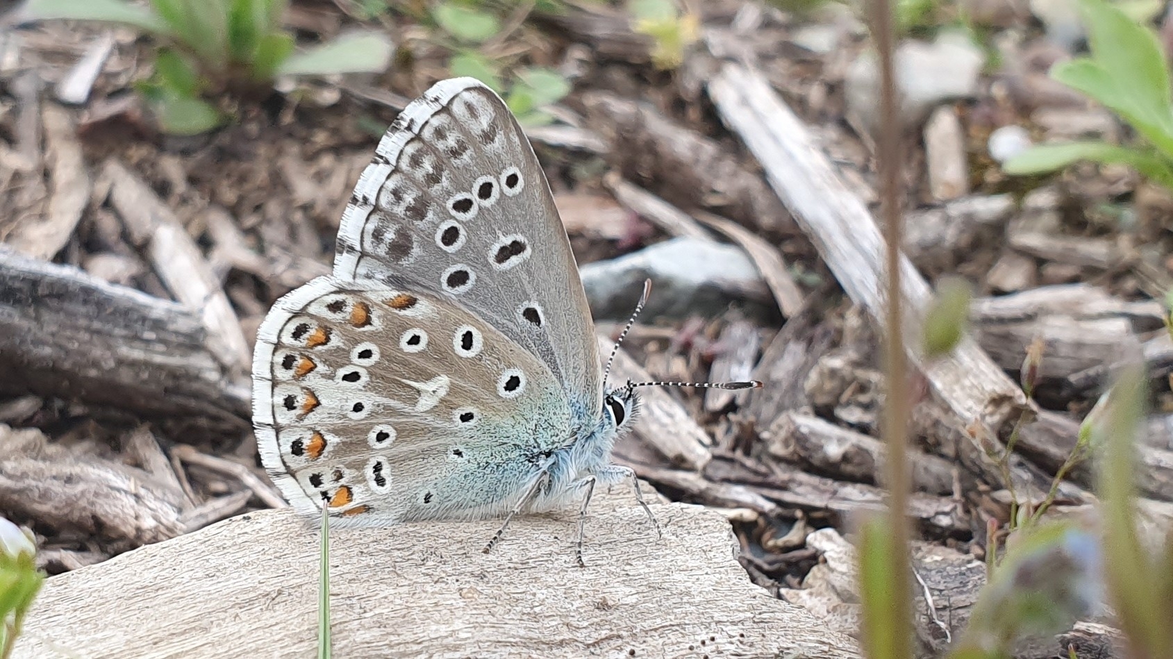 Lysandra Hemming, 1933