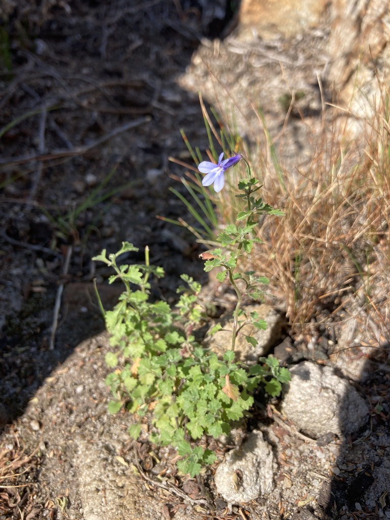 Lobelia lobata from Capricorn, ZA-NP, ZA on April 29, 2023 at 10:45 AM ...