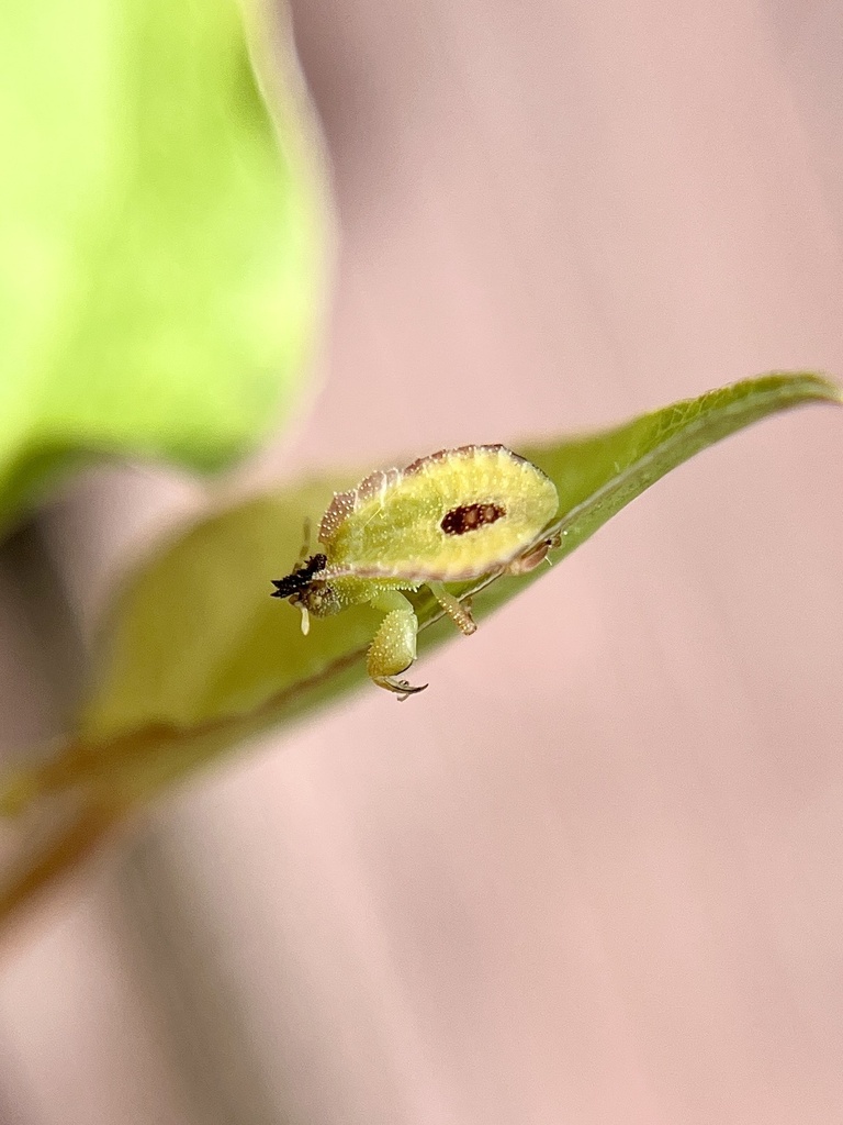 Jagged Ambush Bugs in April 2023 by Krystelle Denis. Plant: Lizard's ...