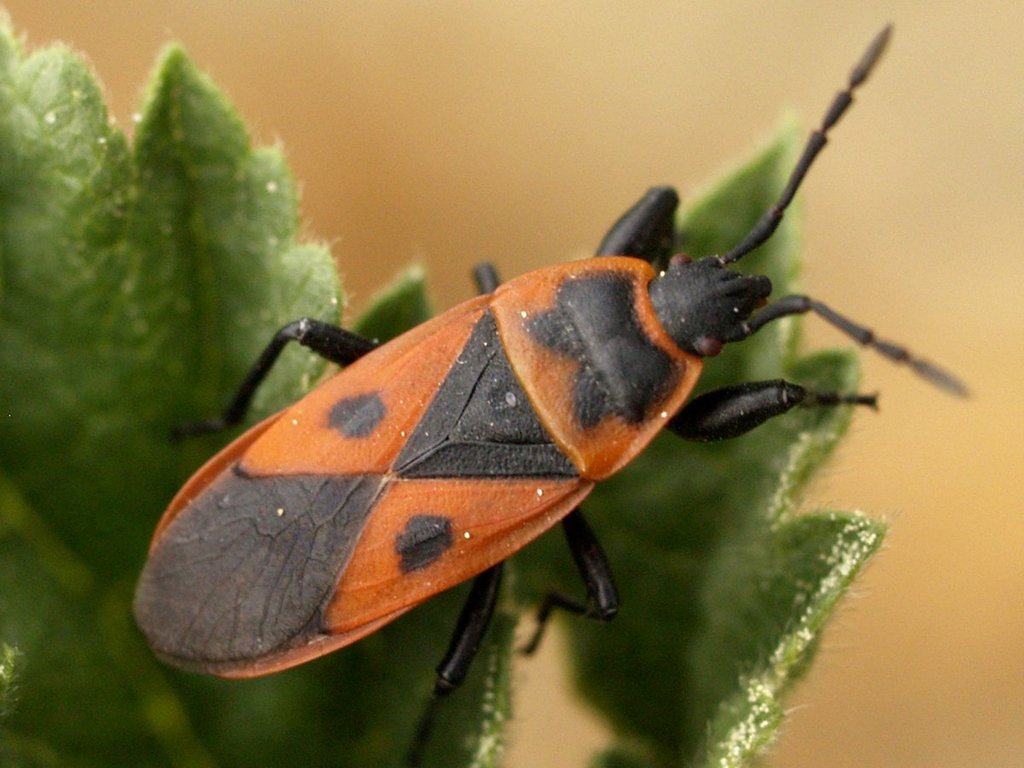 Mediterranean red bug (Plants and Animals of DANA Adobe) · iNaturalist