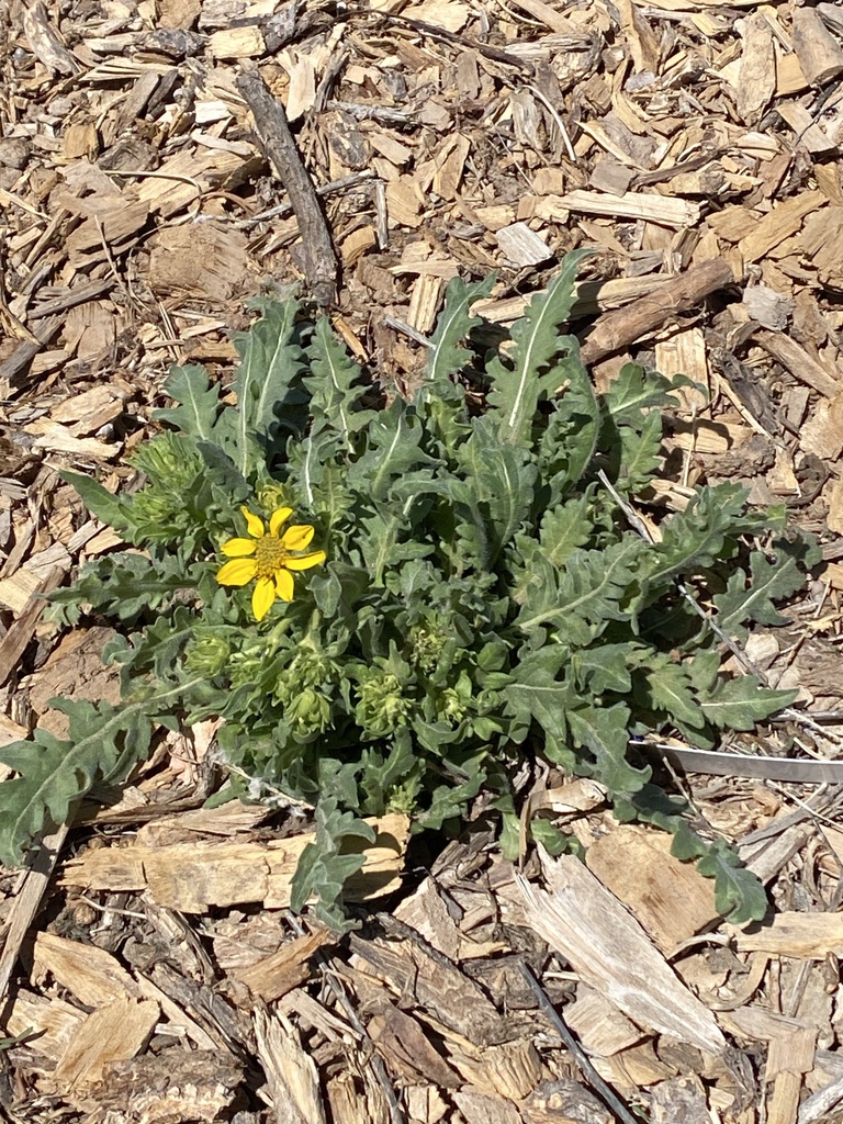 Engelmann daisy from Mountain View, Albuquerque, NM, US on April 29 ...
