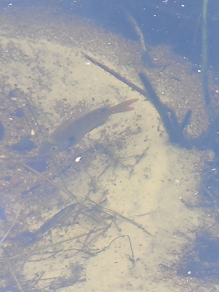 Spotted Sunfish from Davie, FL 33317, USA on April 29, 2023 at 01:01 PM ...