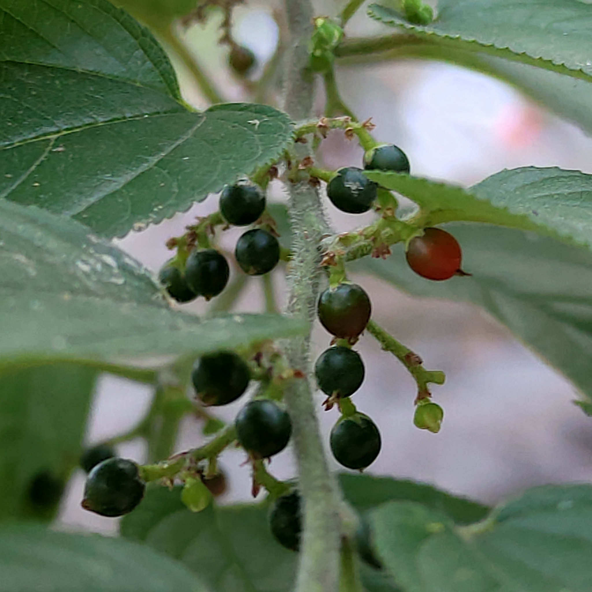 Trema micrantha (L.) Blume