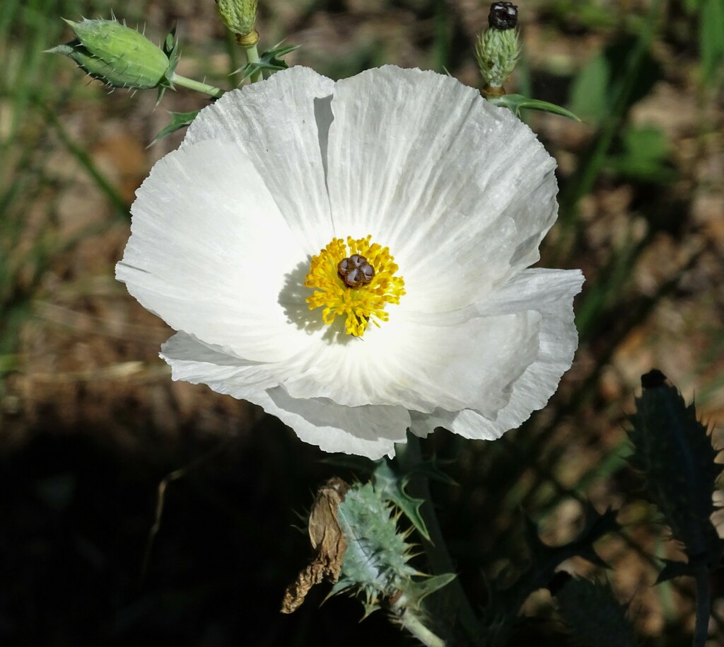 white prickly poppy from Comal, Texas, United States on April 29, 2023 ...