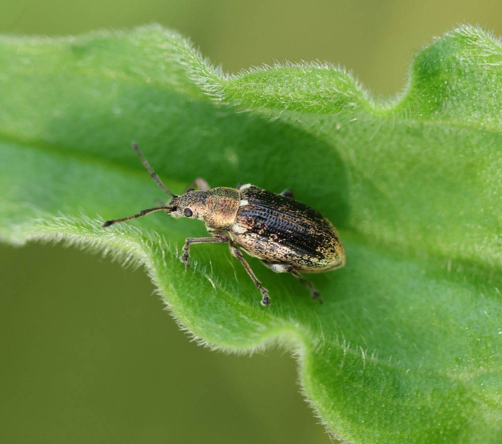 Common Leaf Weevil from Gonfreville-l'Orcher, France on April 28, 2023 ...