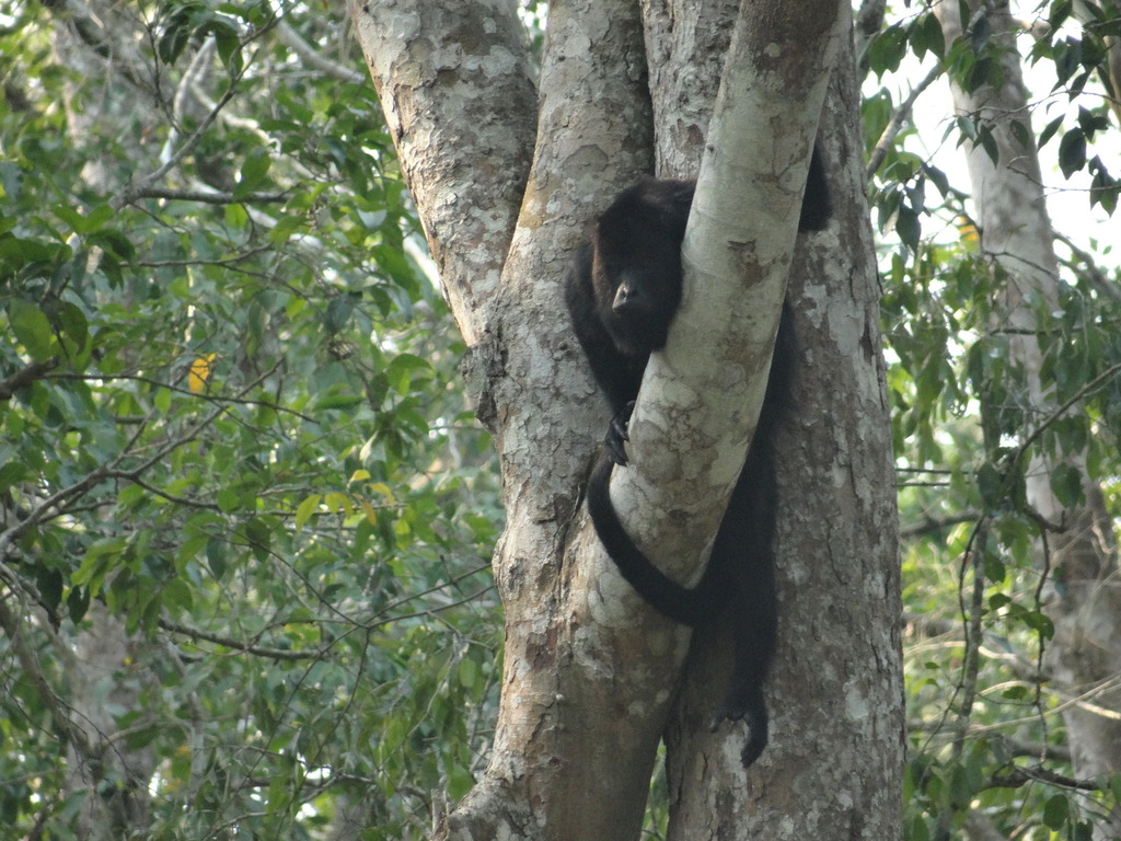 Yucatán Black Howler Monkey from KM 23 Suroeste de, Xpujil, Camp ...