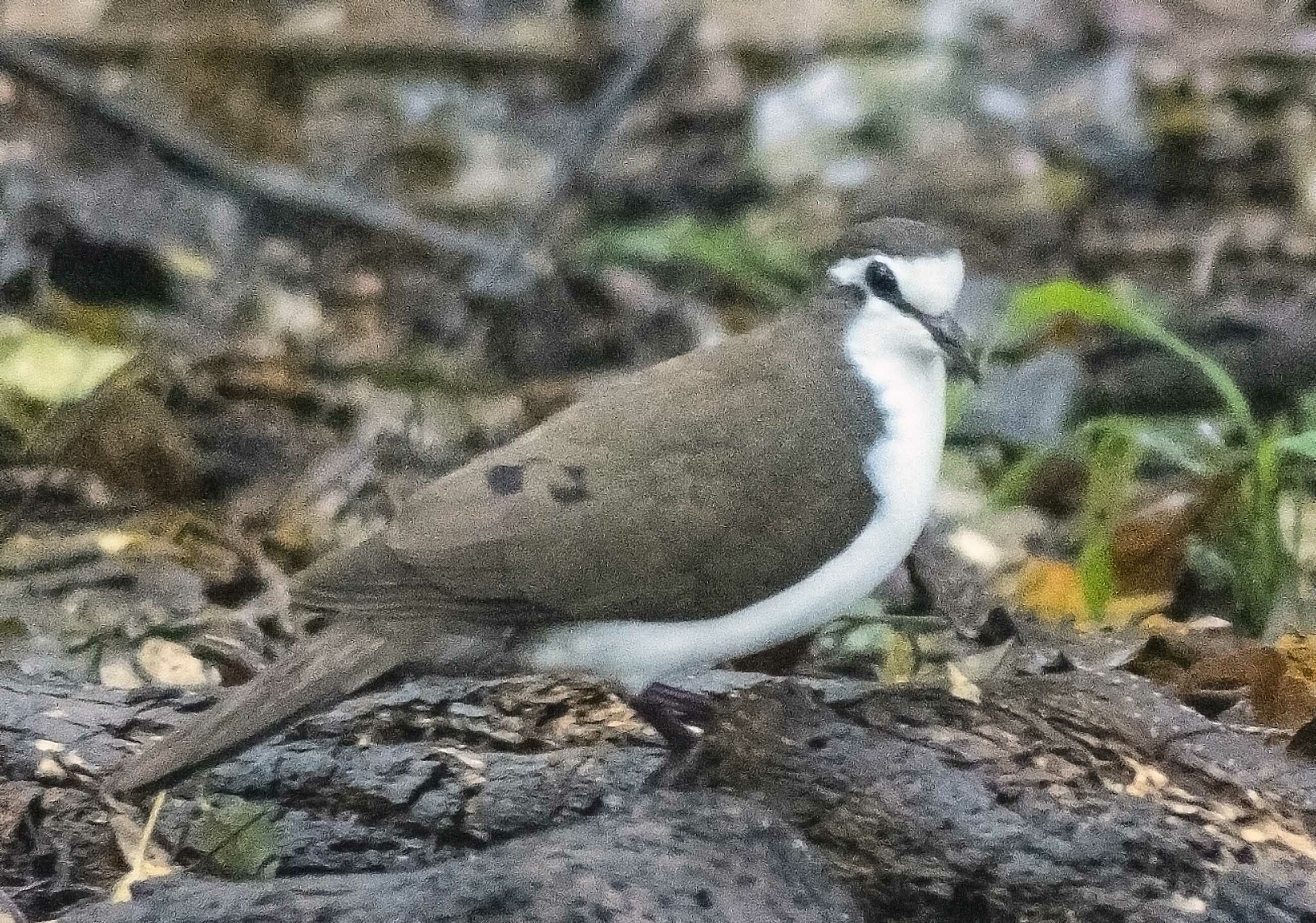 Turtur tympanistria (Temminck, 1809)