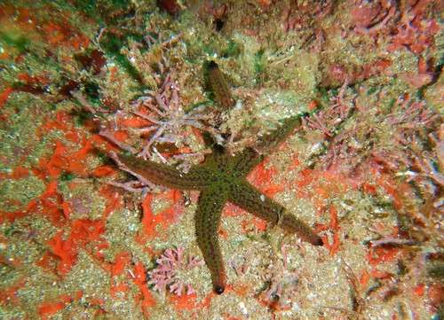 Estrella de mar espinas delgadas (Echinaster tenuispinus)