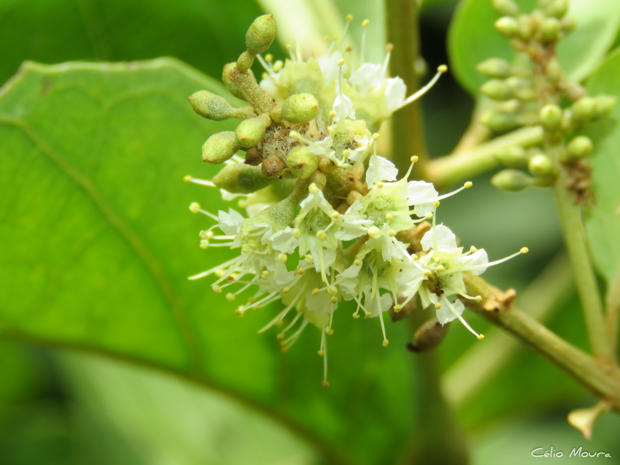 Combretum leprosum Mart.