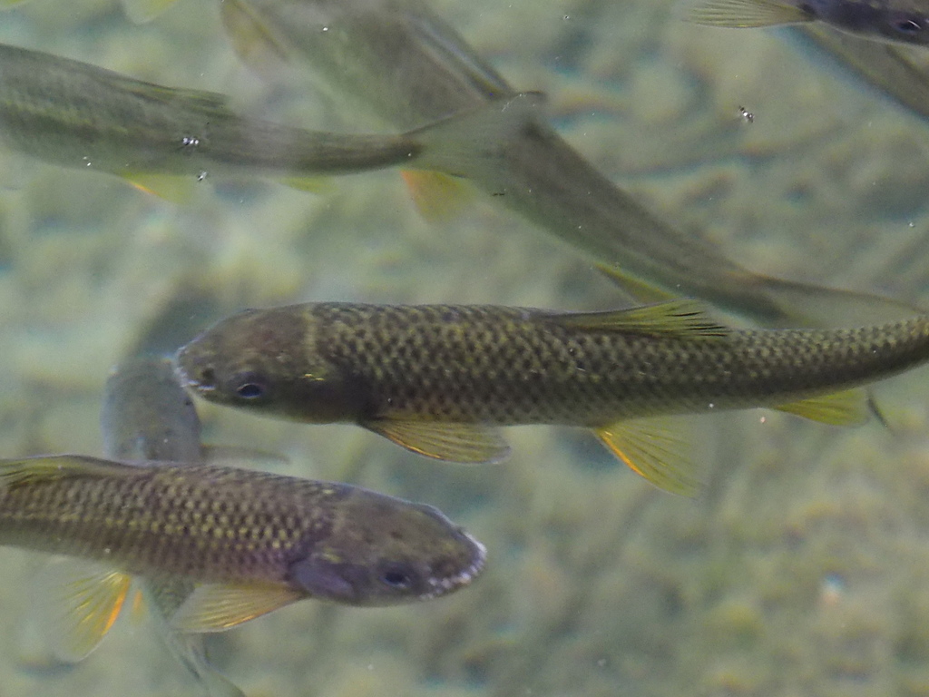 Taiwan Shoveljaw Carp in July 2018 by Hong · iNaturalist