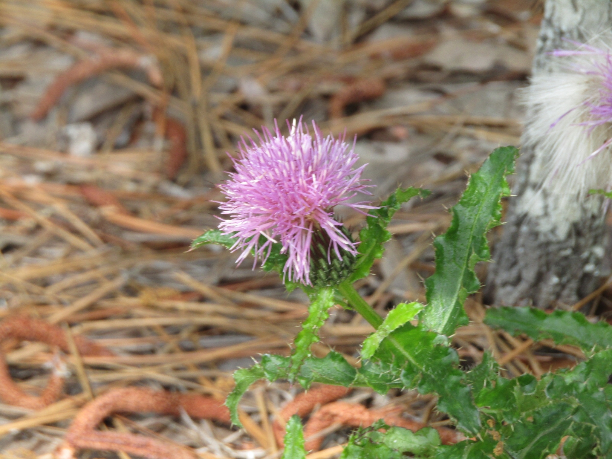 Cirsium repandum Michx.
