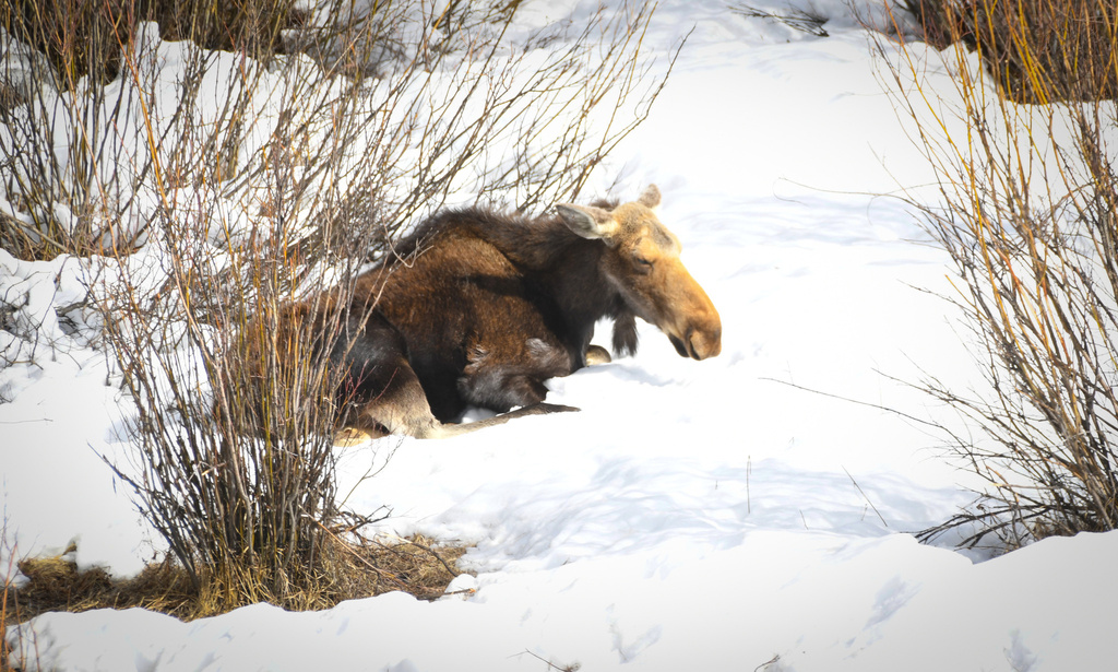 Moose from United States on April 28, 2023 at 08:20 PM by Delmar W ...
