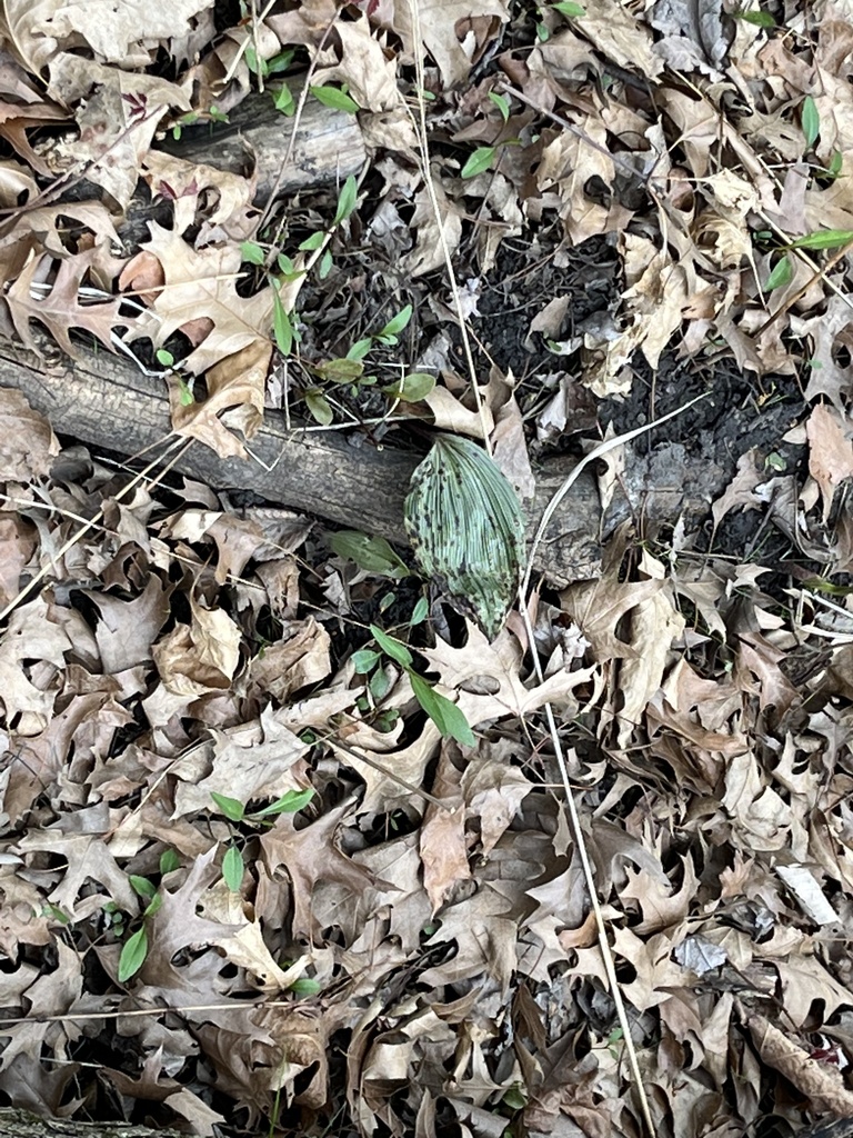 putty root in April 2023 by Mike B · iNaturalist