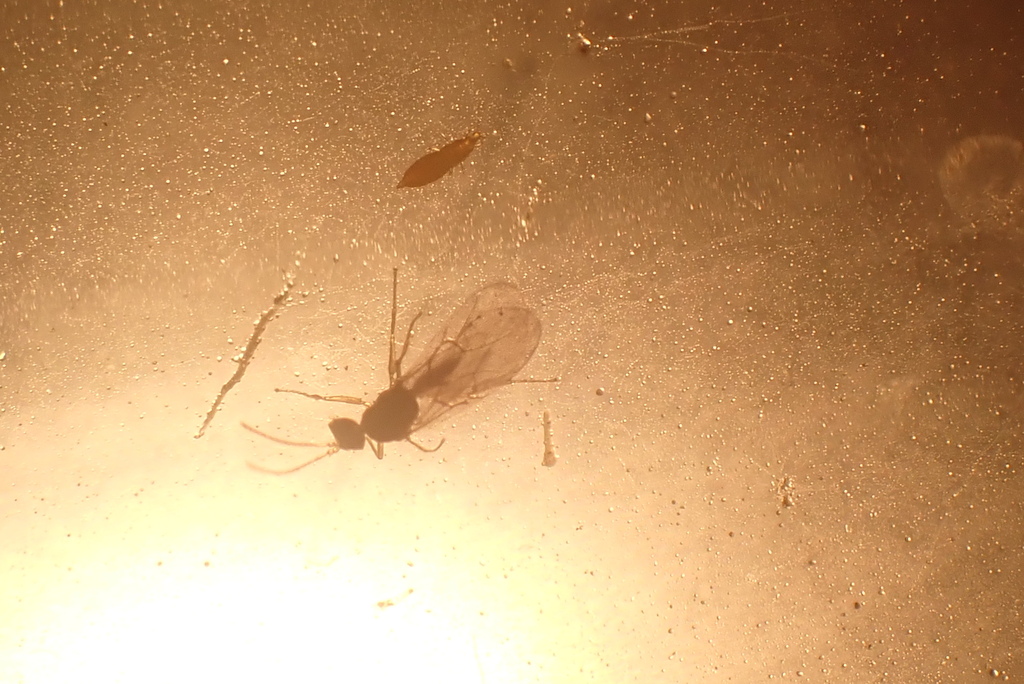 Callirhytis exigua from McDonald County, MO, USA (Mike's Creek ...