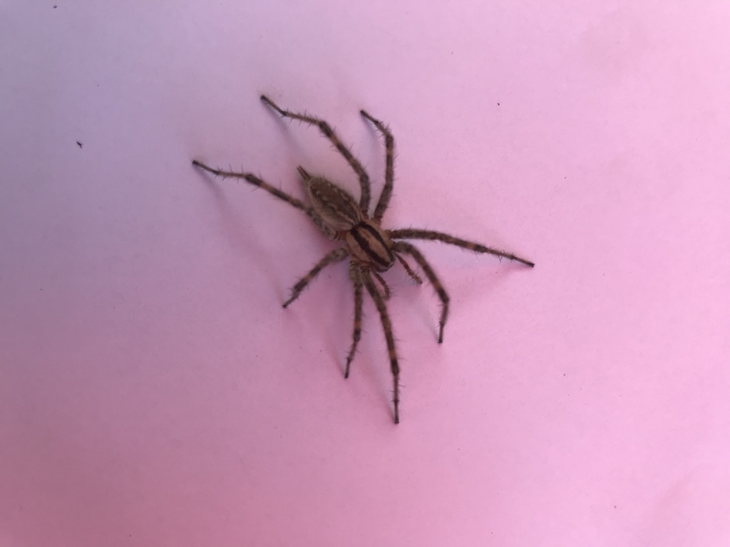 Desert Grass Spider from 994 Norumbega Dr, Monrovia, CA, US on October ...