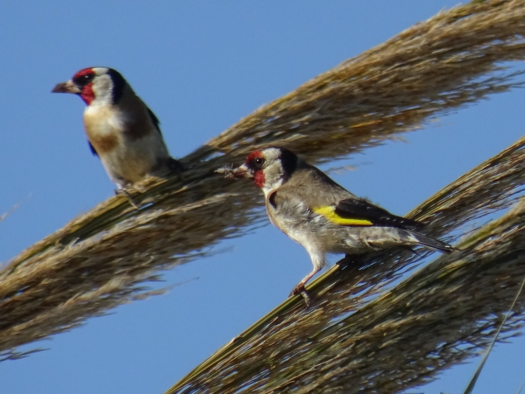 European Goldfinch in April 2023 by Inma Torres · iNaturalist