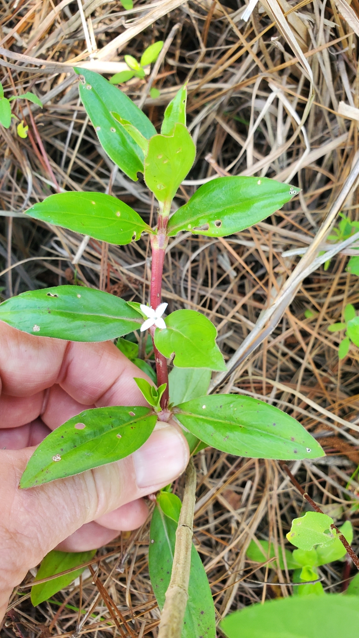 Diodia virginiana L.