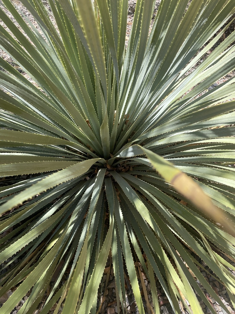 Wheeler sotol from Rockaway Loop NE, Rio Rancho, NM, US on April 29 ...