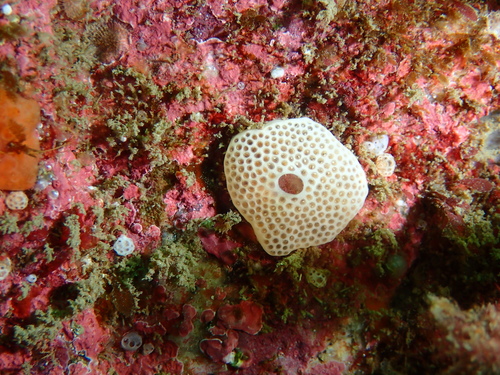 Didemnidae (Becasses Check List) · iNaturalist