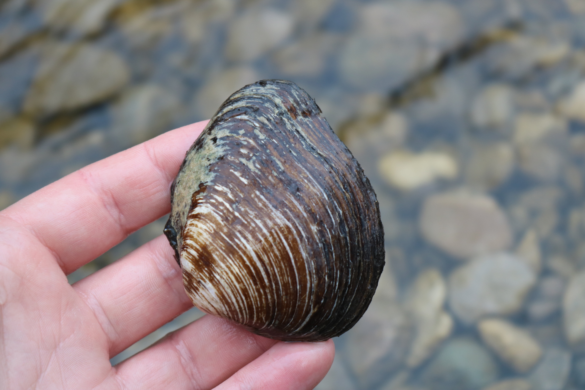 Fusconaia C.T.Simpson, 1900