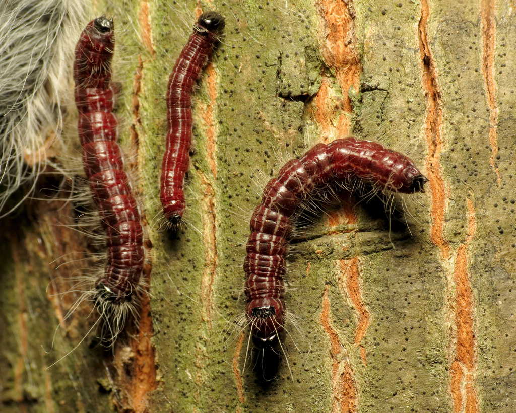 Walnut Caterpillar Moth (Caterpillars of Ontario) · iNaturalist
