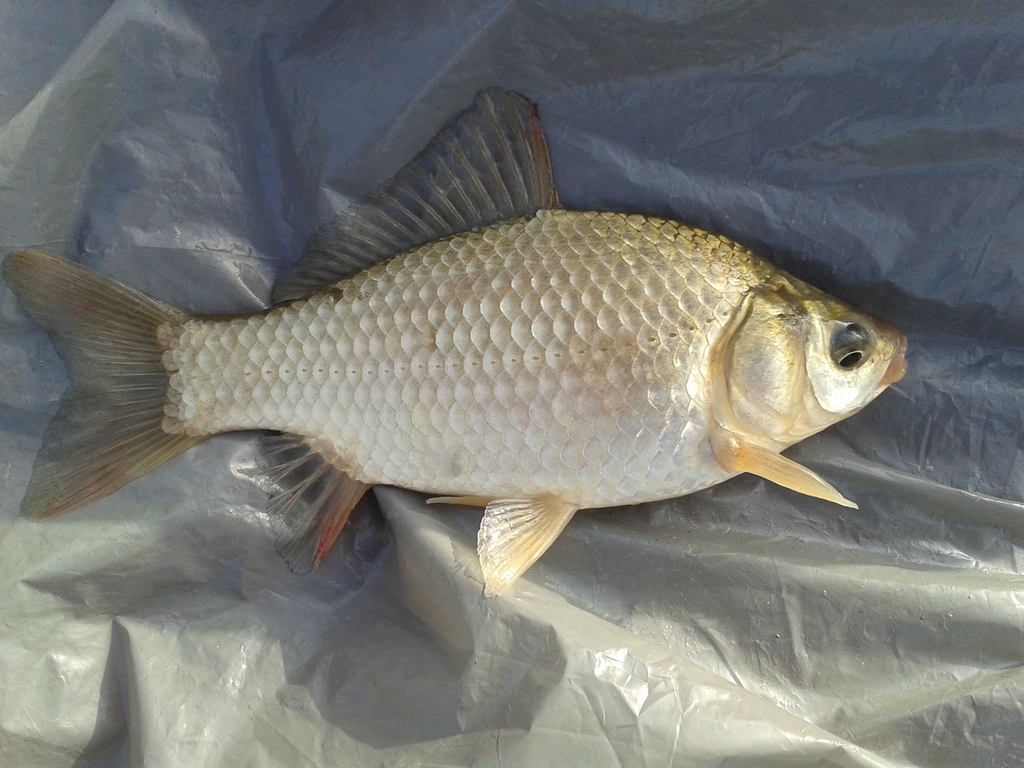 Goldfish from Grarem Gouga, Algérie on June 3, 2016 at 06:33 PM by Saad ...