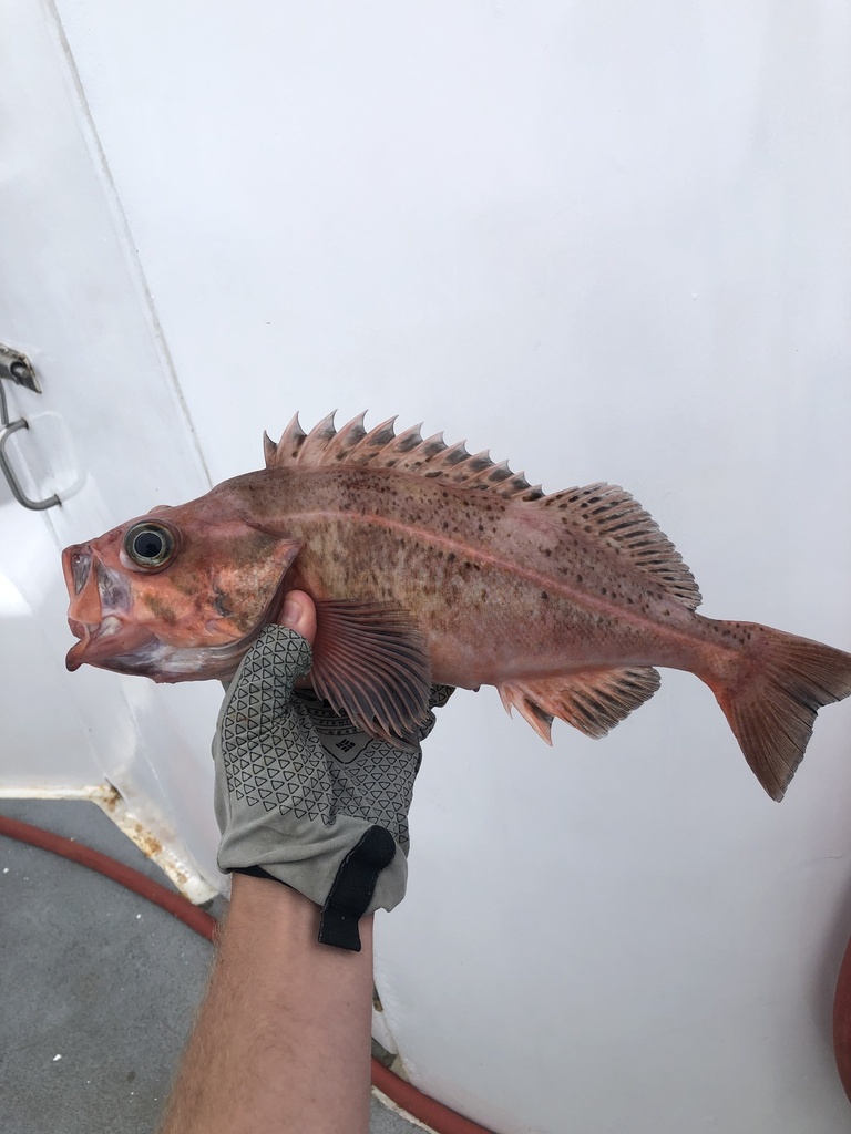 Bank Rockfish from Gulf Of Santa Catalina on April 29, 2023 at 08:15 AM ...