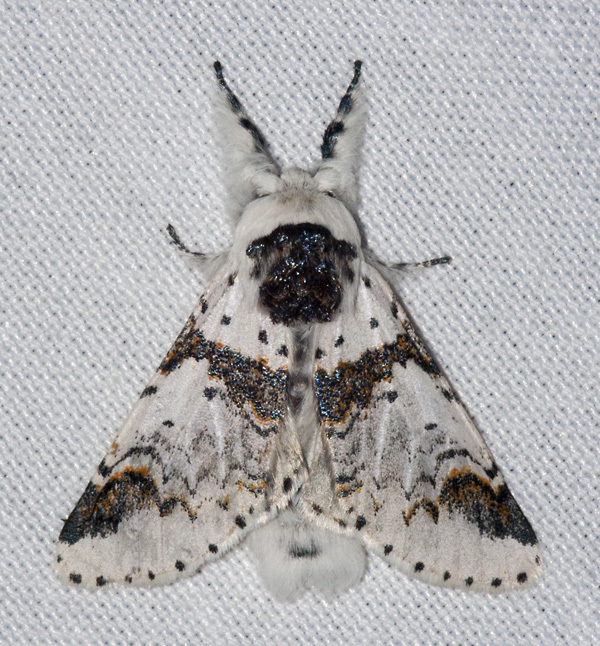 Zigzag Furcula Moth (Butterflies / Moths of Highline Lake State Park ...
