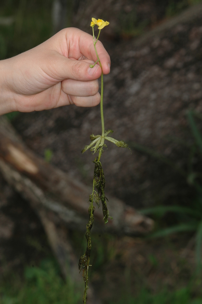 (Utricularia platensis) - Botanical Realm