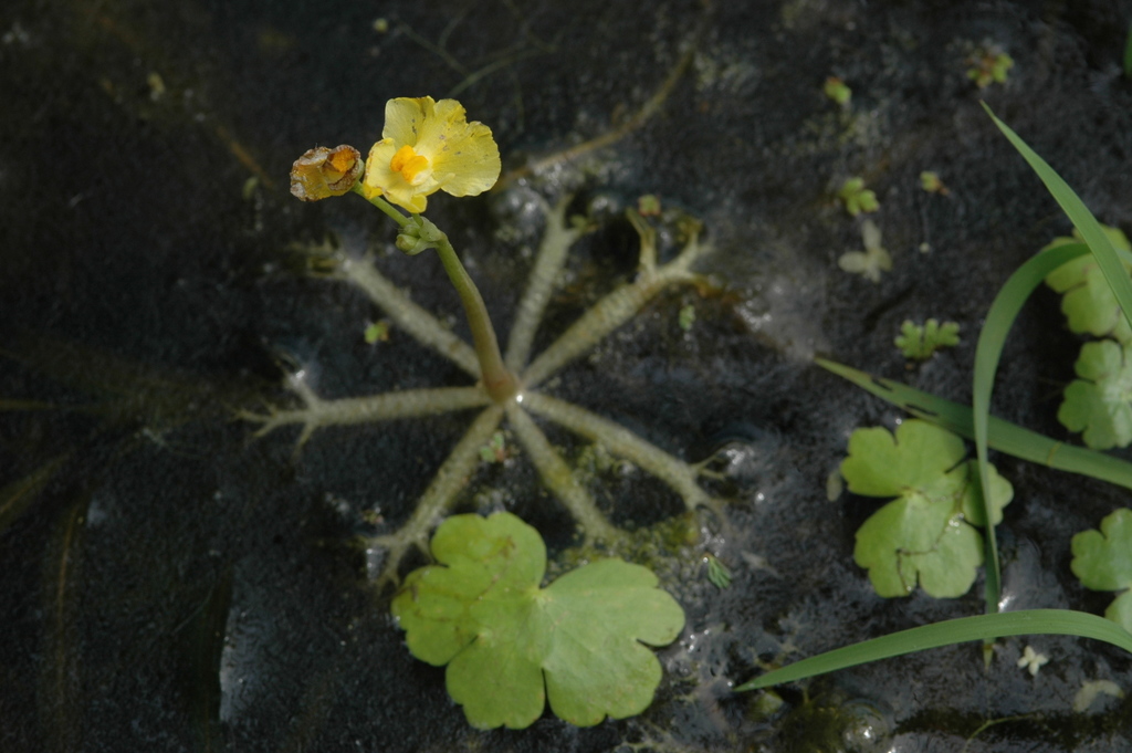 (Utricularia platensis) - Botanical Realm