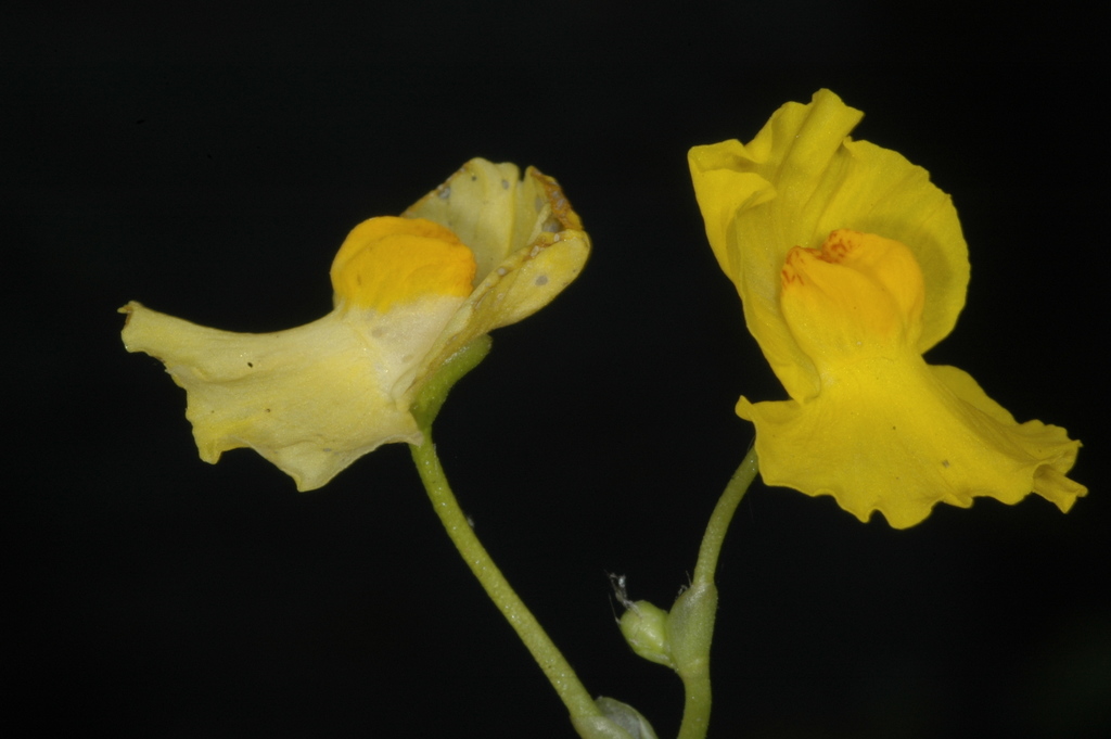 (Utricularia platensis) - Botanical Realm