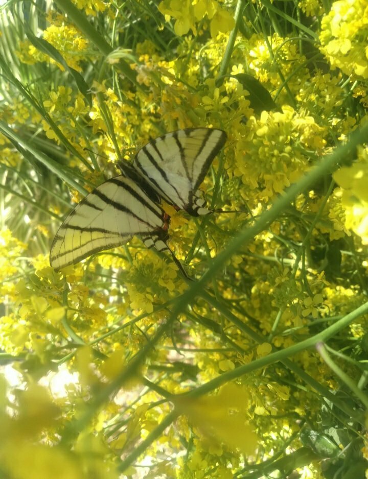 Mexican Kite Swallowtail from San Clemente, Gto., México on March 20 ...