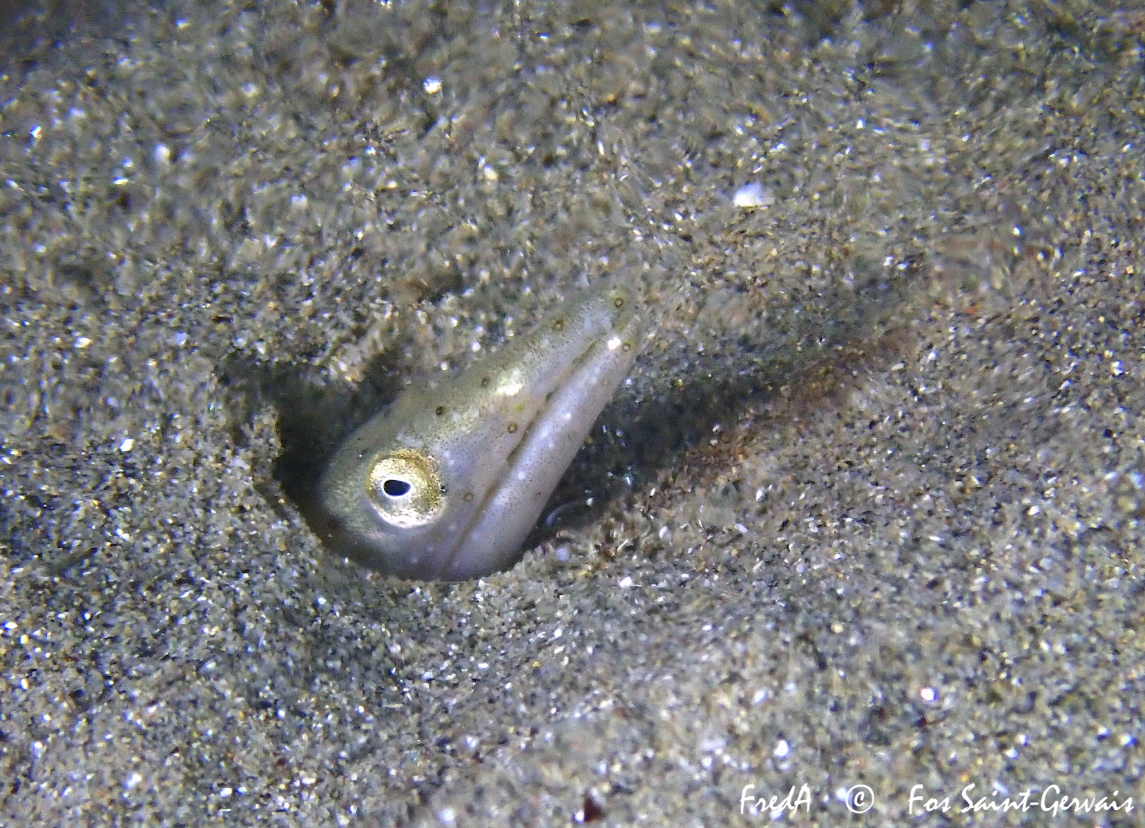 Ophisurus Lacepède, 1800