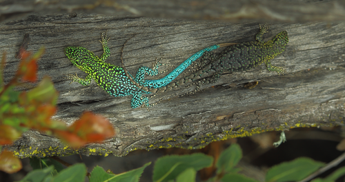 Blue-Green Smooth-throated Lizard (Liolaemus tenuis) - Snakes and Lizards