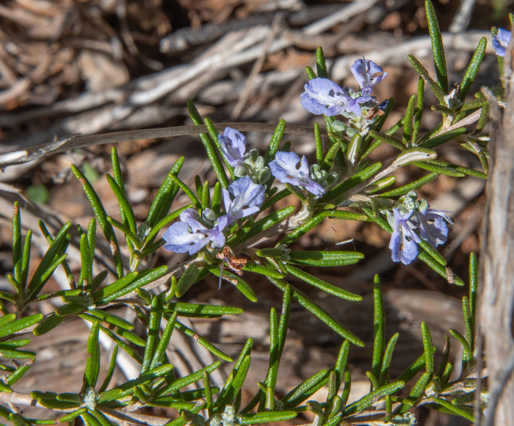 Romero (Flora del entorno de Ciudad Universitaria (Madrid ...