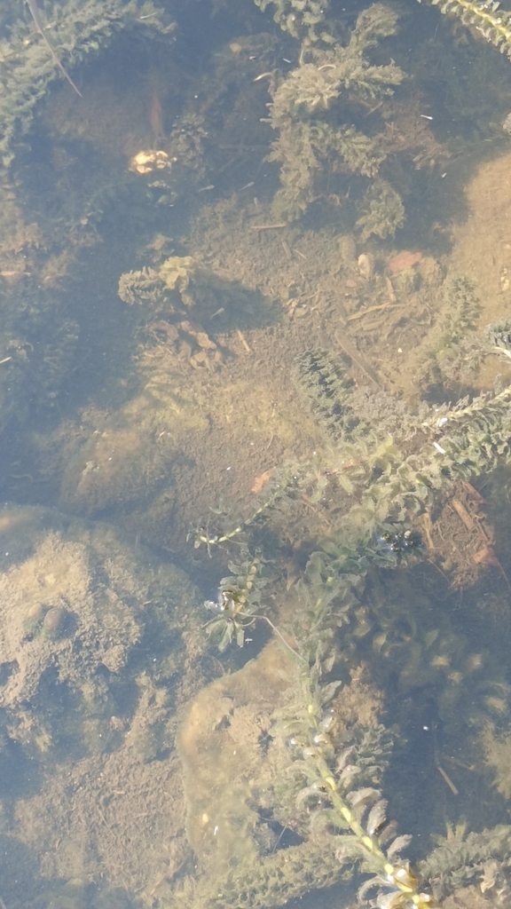 Menidia from 07146 Ciudad de México, CDMX, México on April 29, 2023 at ...