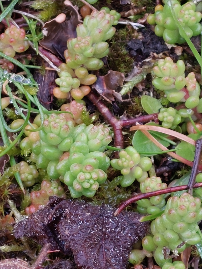 stonecrops from Kingston upon Hull, England, United Kingdom on April 28 ...