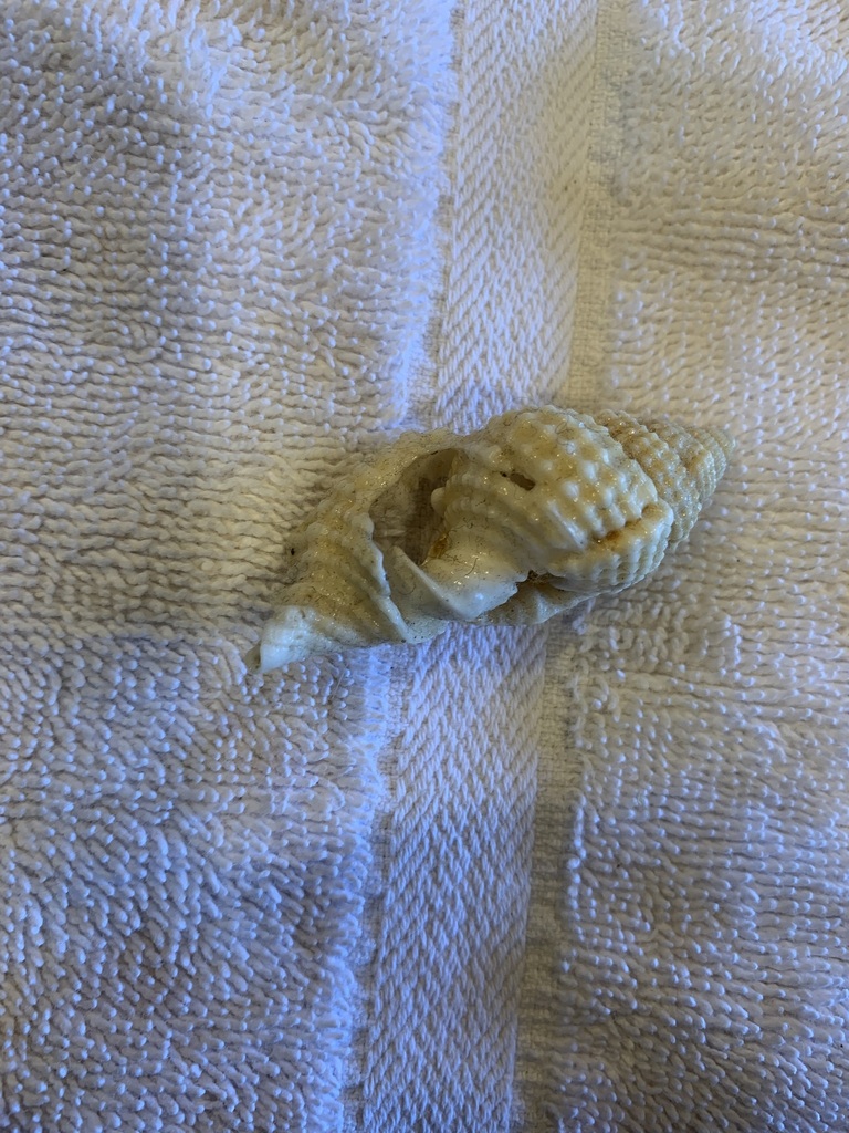 Atlantic Distorsio from South Padre Island, TX 78597, USA on April 29 ...