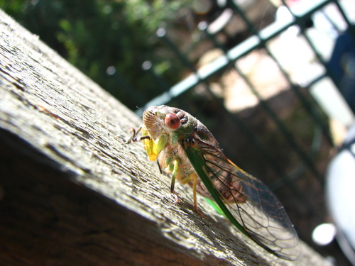 Exposed-timbal Cicadas (Subfamily Tibicininae) · iNaturalist