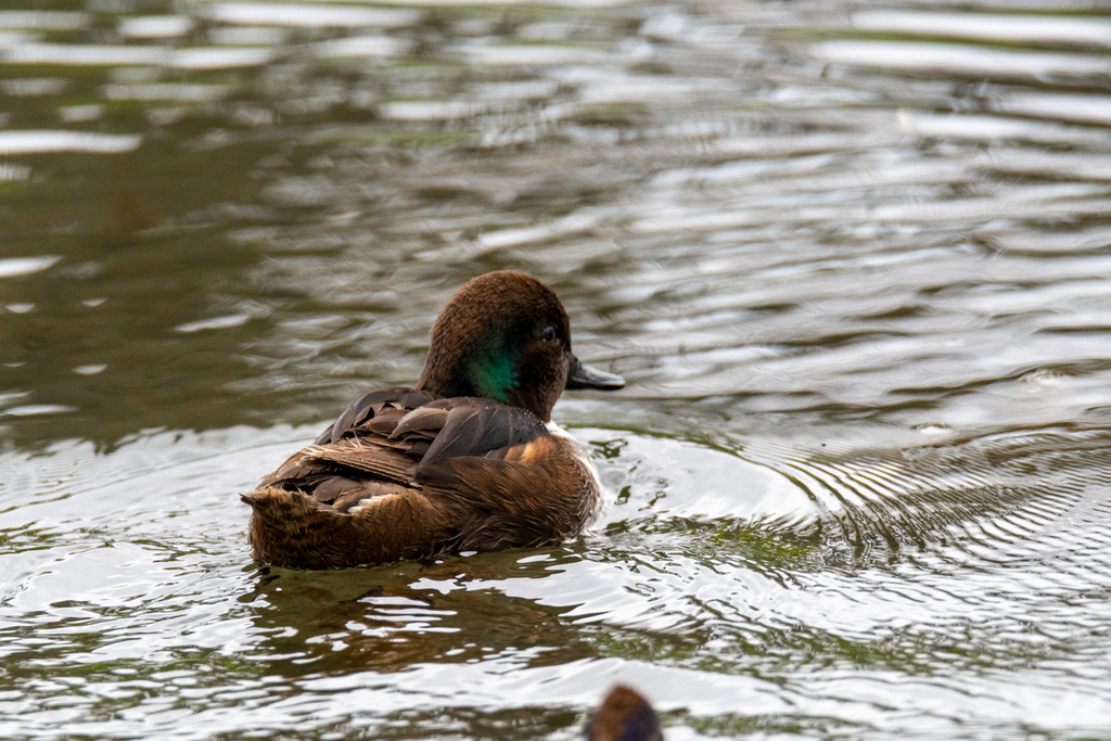 Green-winged Teal × Mallard from Somme, Picardie, France on April 27 ...