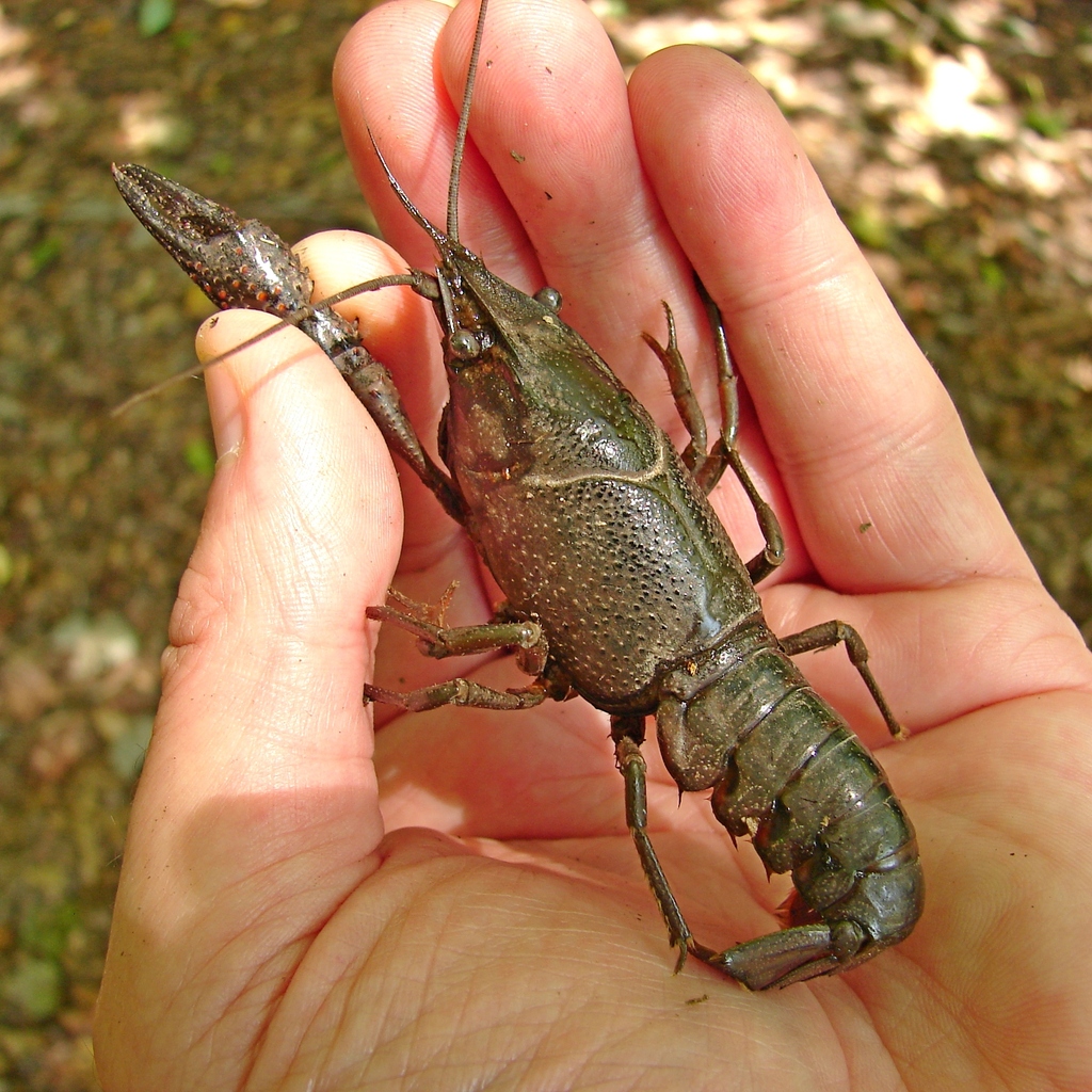 Red Swamp Crayfish from Charleston, Staten Island, NY 10309, USA on ...