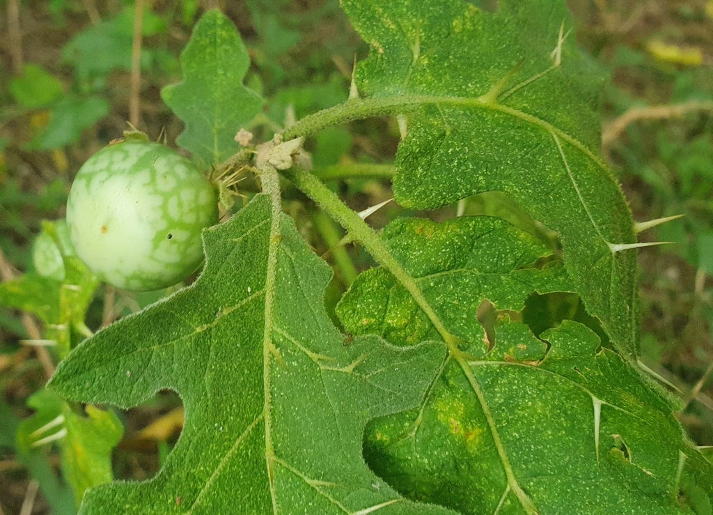 Solanum umtuma from George Municipality, South Africa on April 29, 2023 ...