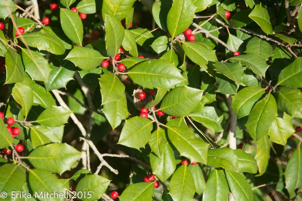 American holly (A guide to the flora that grows all around Great Falls ...